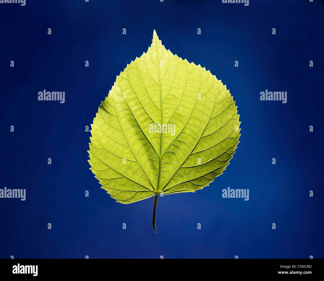 Une feuille Banque de photographies et d’images à haute résolution - Alamy