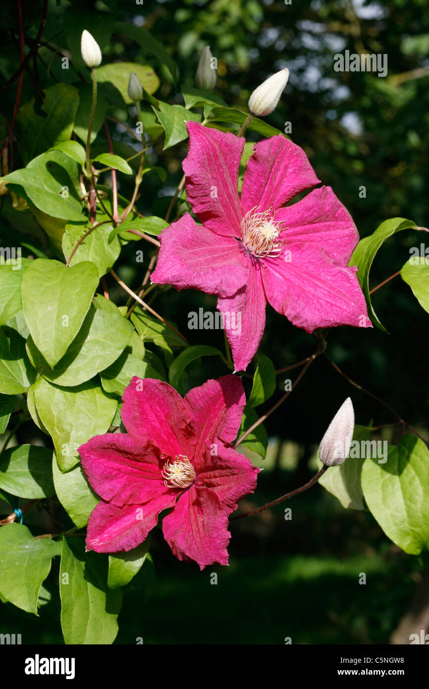 Clematis plant Banque de photographies et d’images à haute résolution ...