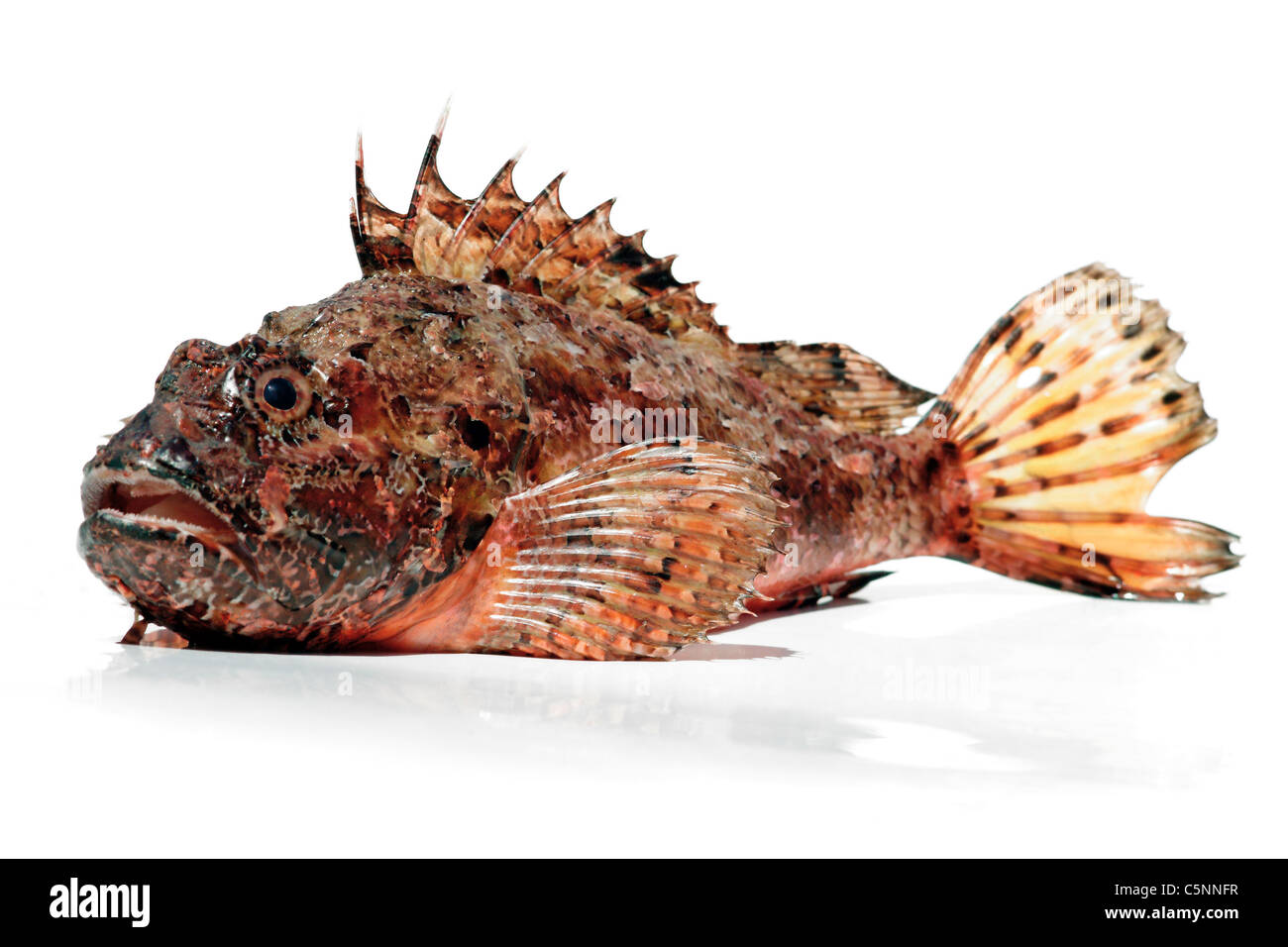 Rascasse rouge Banque de photographies et d’images à haute résolution ...