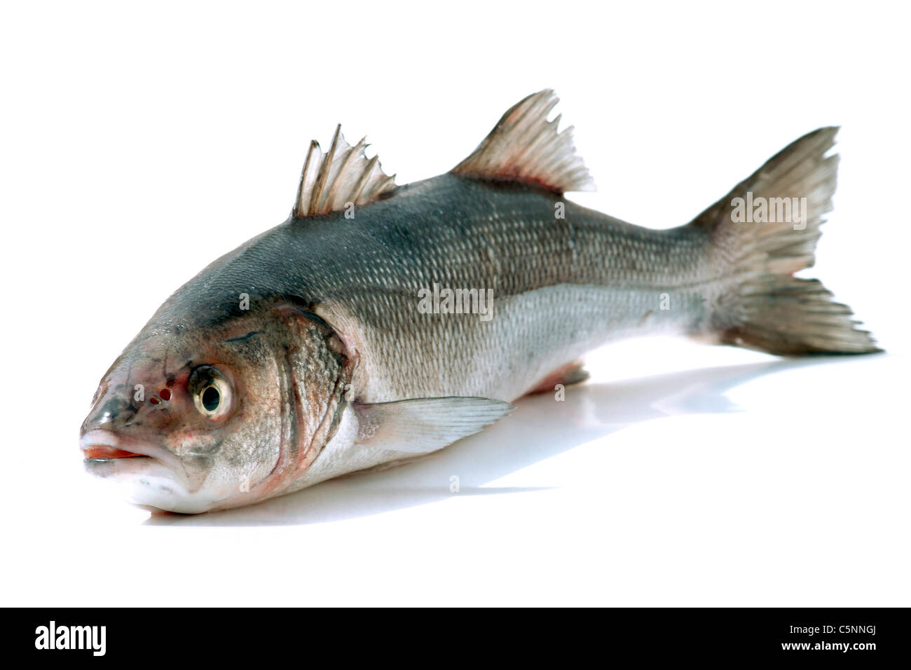 Loup de mer Banque de photographies et d’images à haute résolution - Alamy