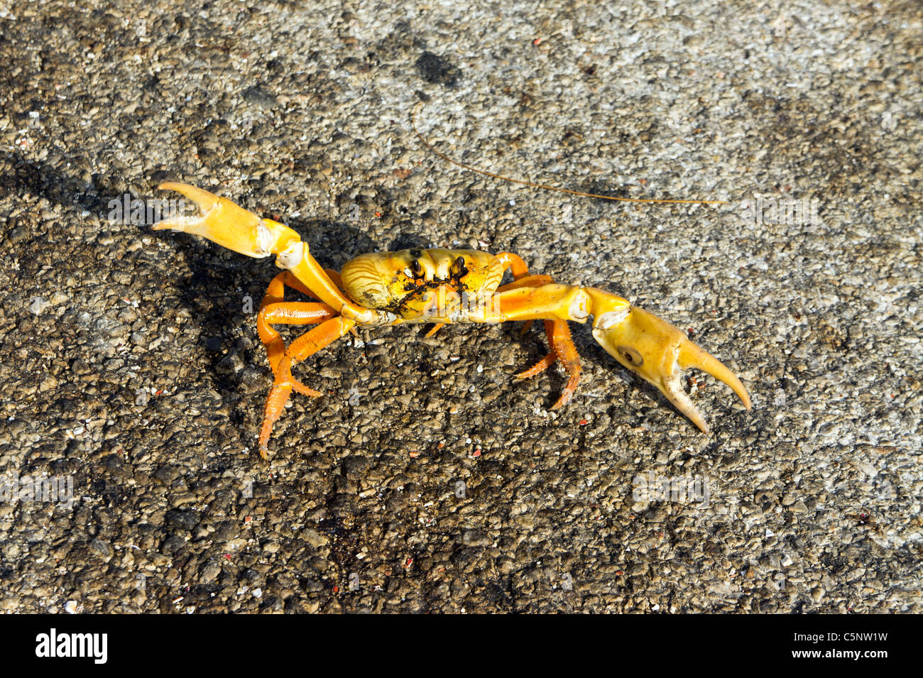 Crabes terrestres des caraïbes Banque de photographies et d’images à ...