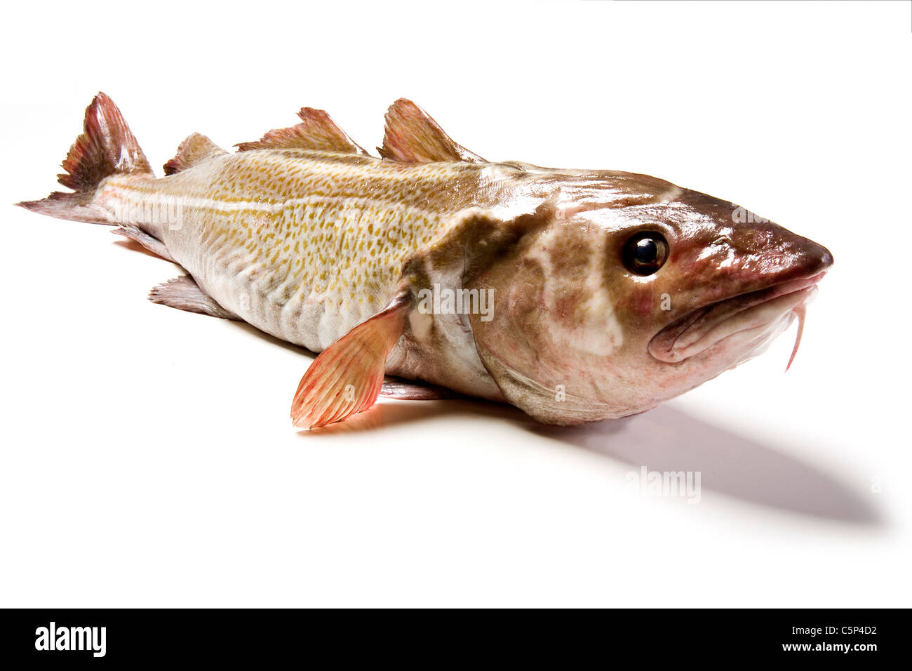 La morue Banque de photographies et d’images à haute résolution - Alamy
