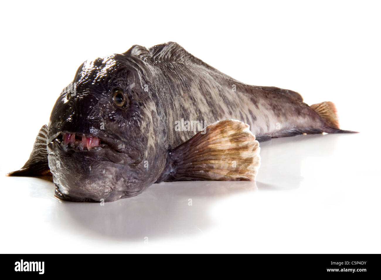 Loup qui mange Banque d'images détourées - Alamy