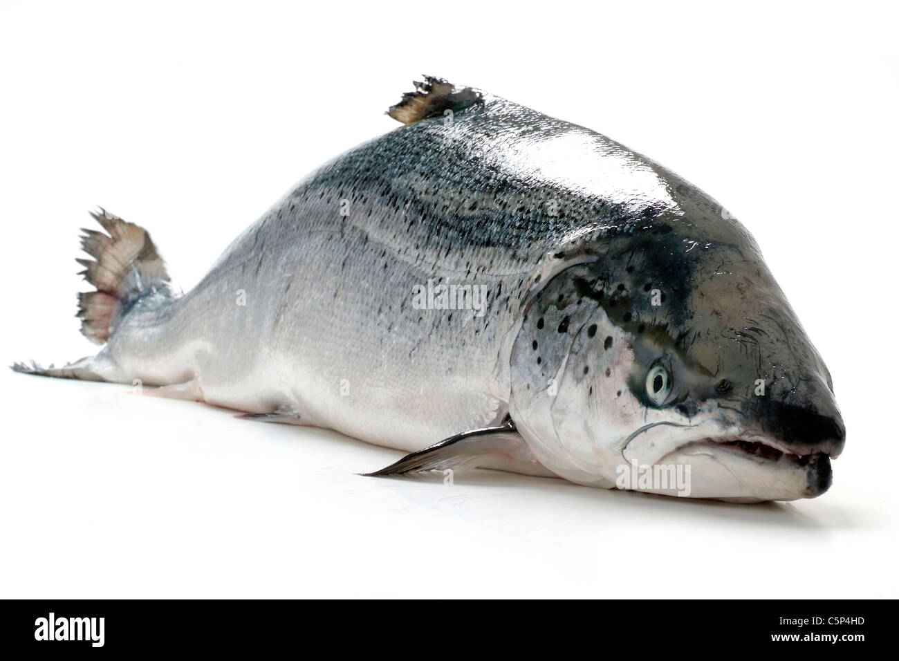 German salmon Banque de photographies et d’images à haute résolution ...