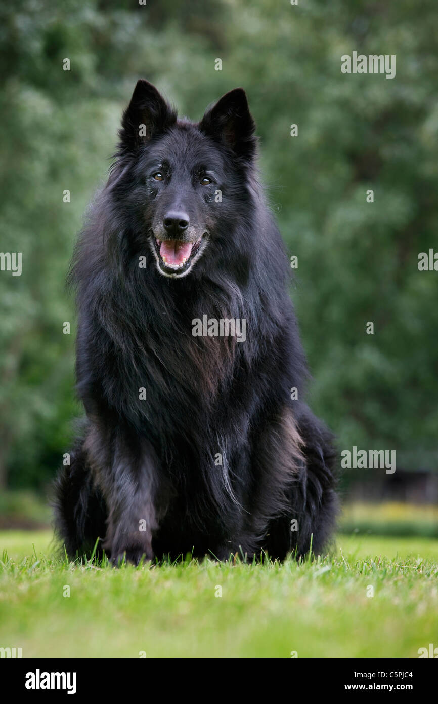 Chien de Berger Belge noir / Groenendael (Canis lupus familiaris) assis ...