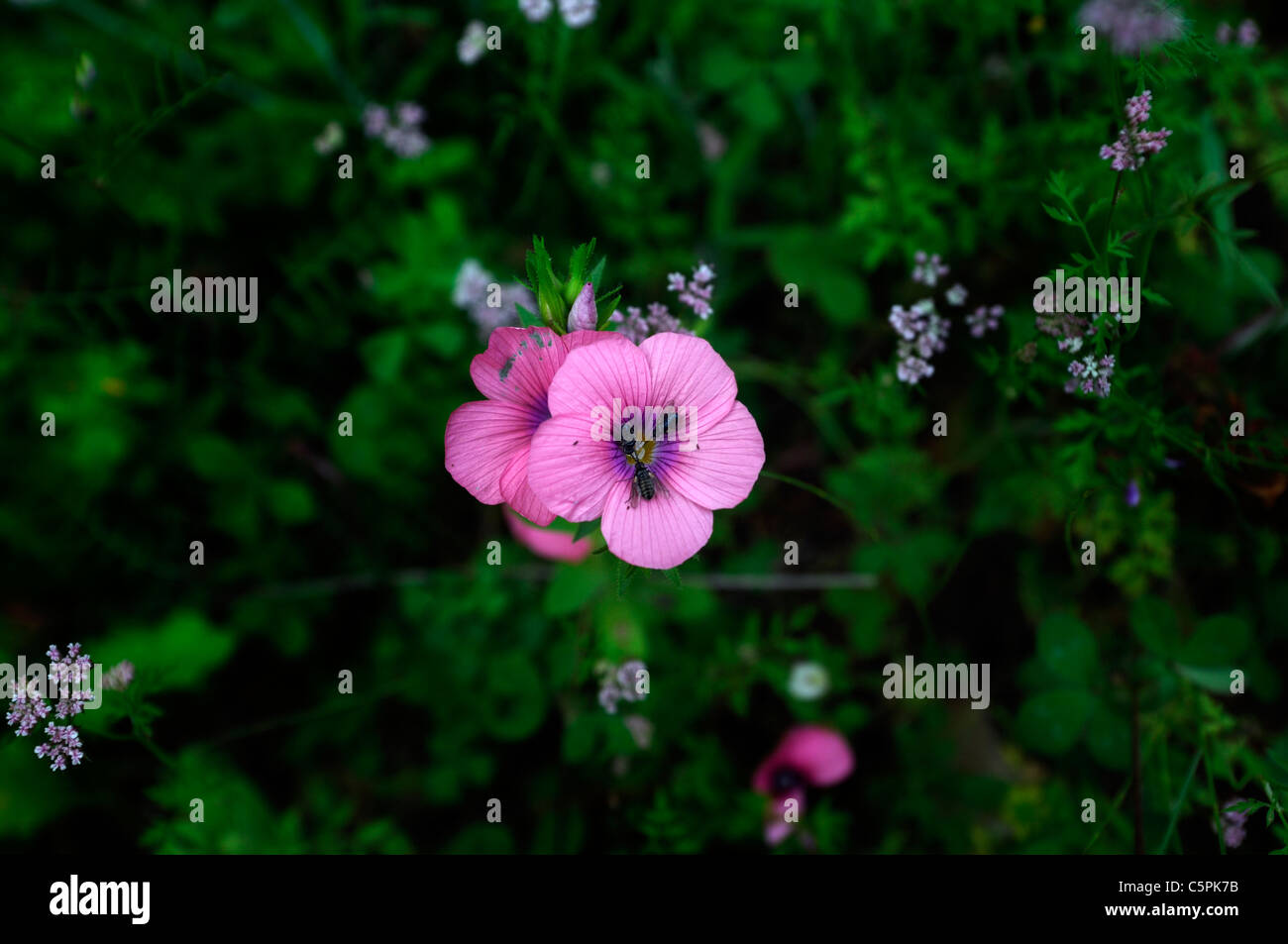 Linum pubescens Banque de photographies et d’images à haute résolution ...