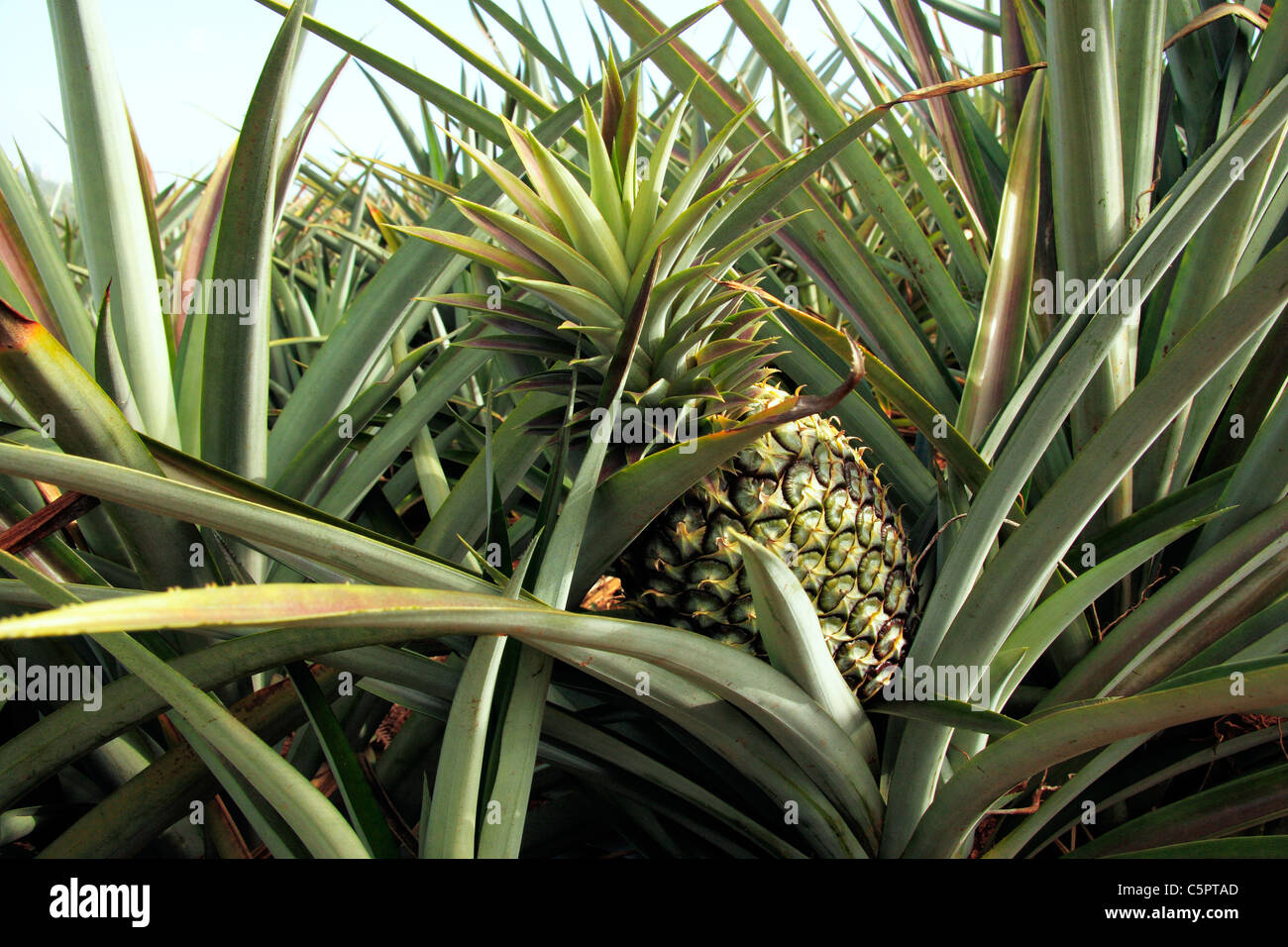 Ananas champs Banque de photographies et d’images à haute résolution ...