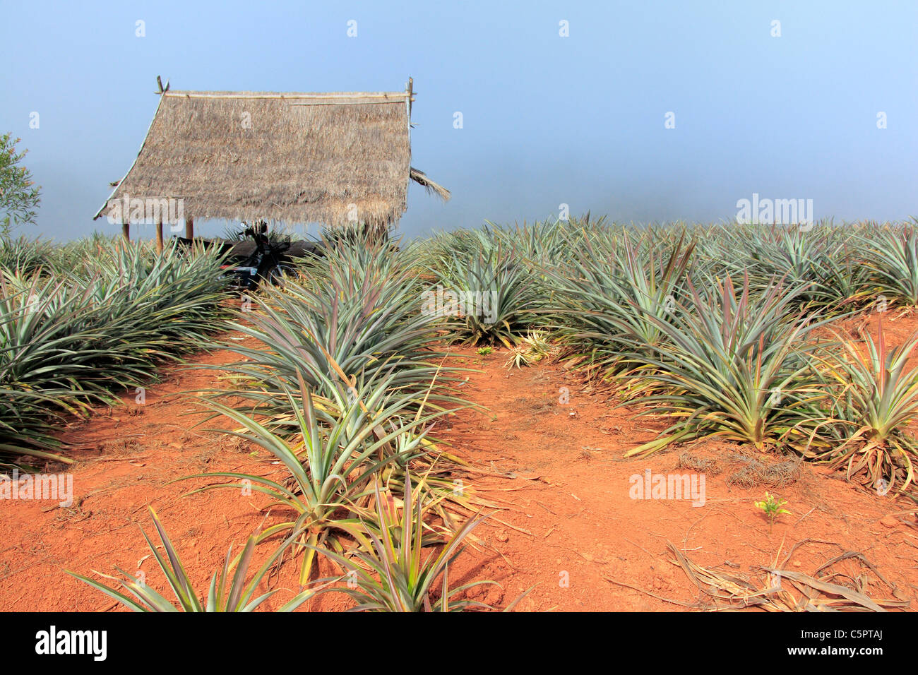 Ananas champs Banque de photographies et d’images à haute résolution ...