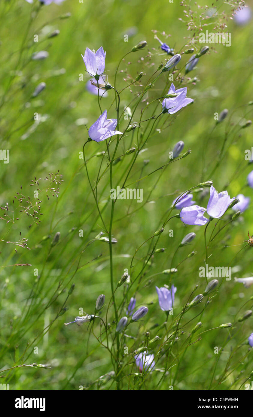 Clochette fleur flore sauvage Banque de photographies et d’images à ...