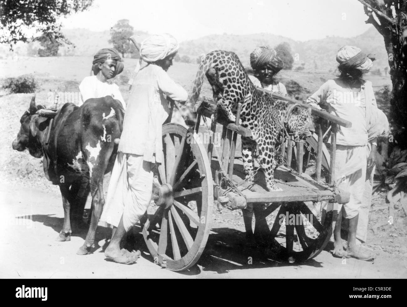 Cheetah hunting india Banque de photographies et d’images à haute ...