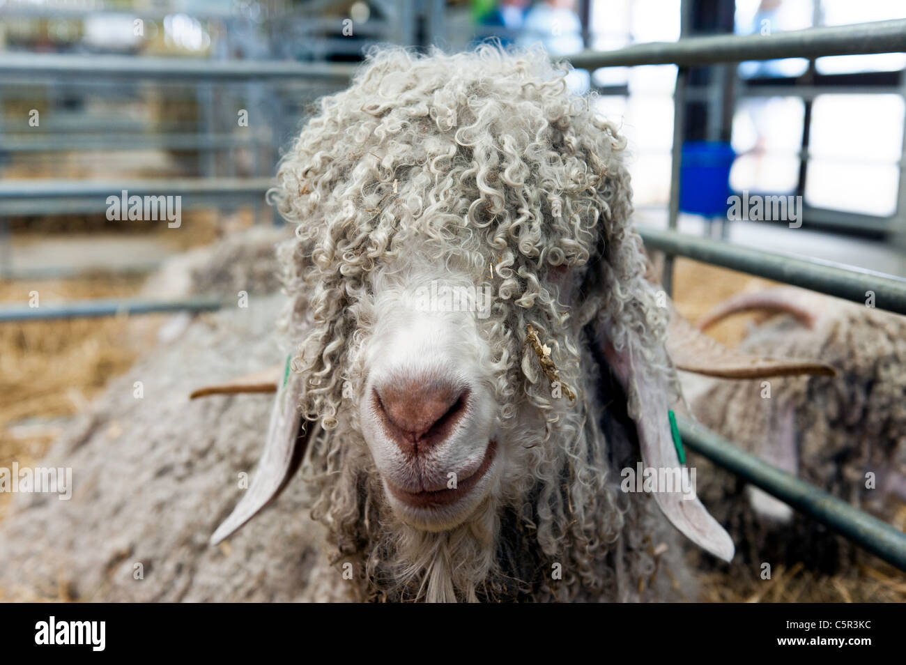 Angora goat Banque de photographies et d’images à haute résolution - Alamy