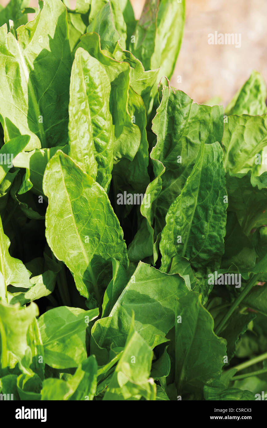 Dock plant Banque de photographies et d’images à haute résolution - Alamy
