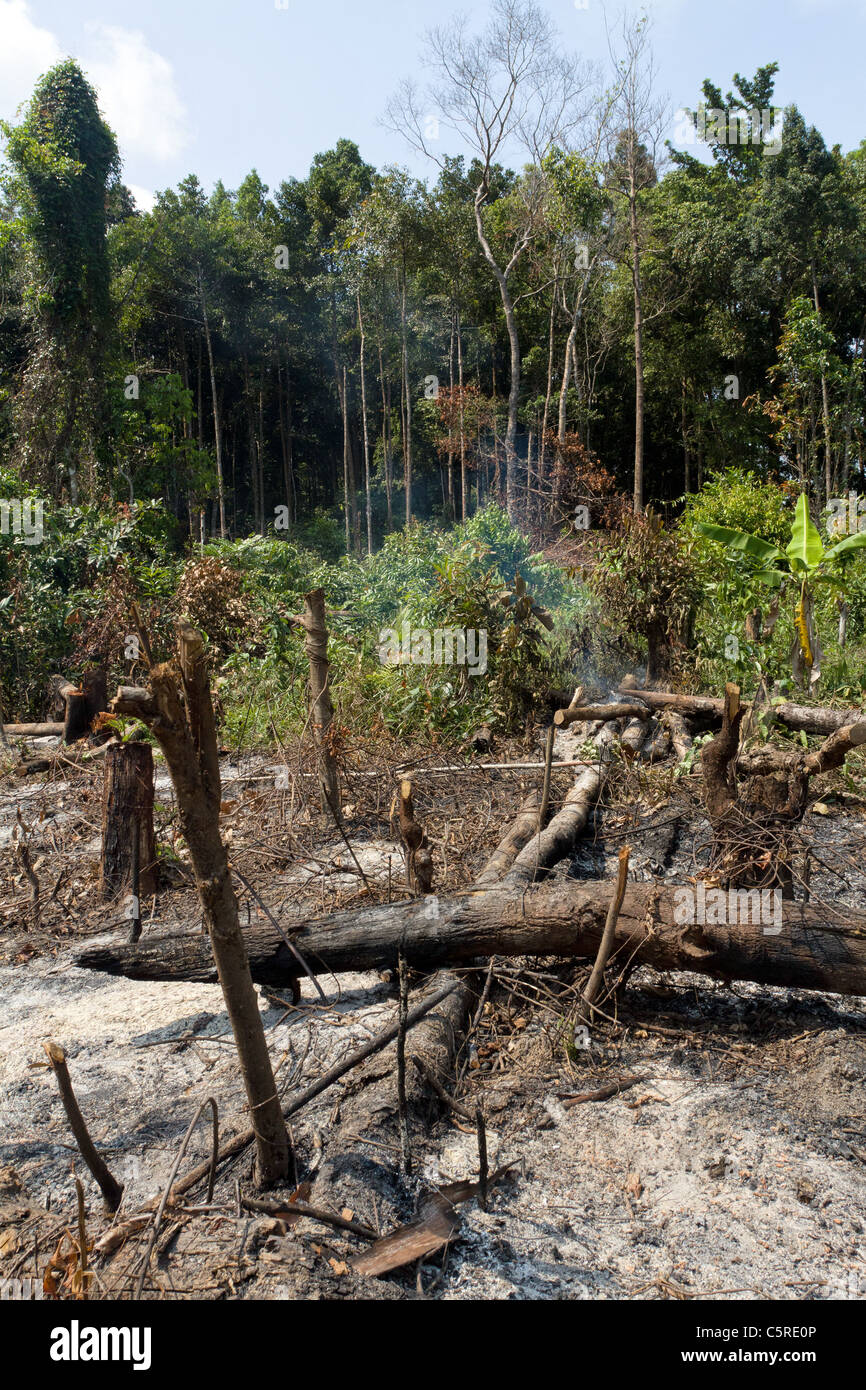 Tropical deforestation Banque de photographies et d’images à haute ...