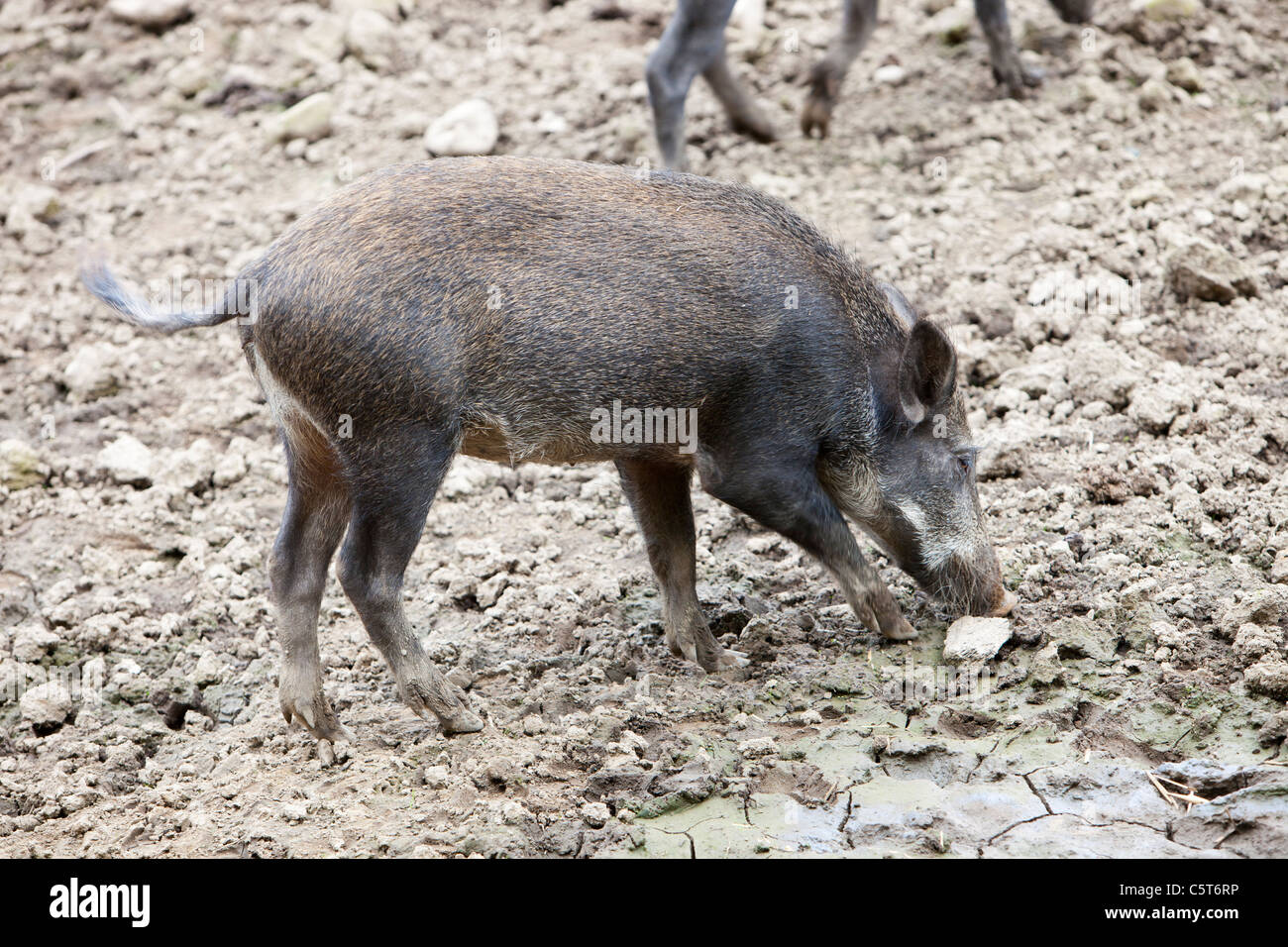 Wild boar park Banque de photographies et d’images à haute résolution ...
