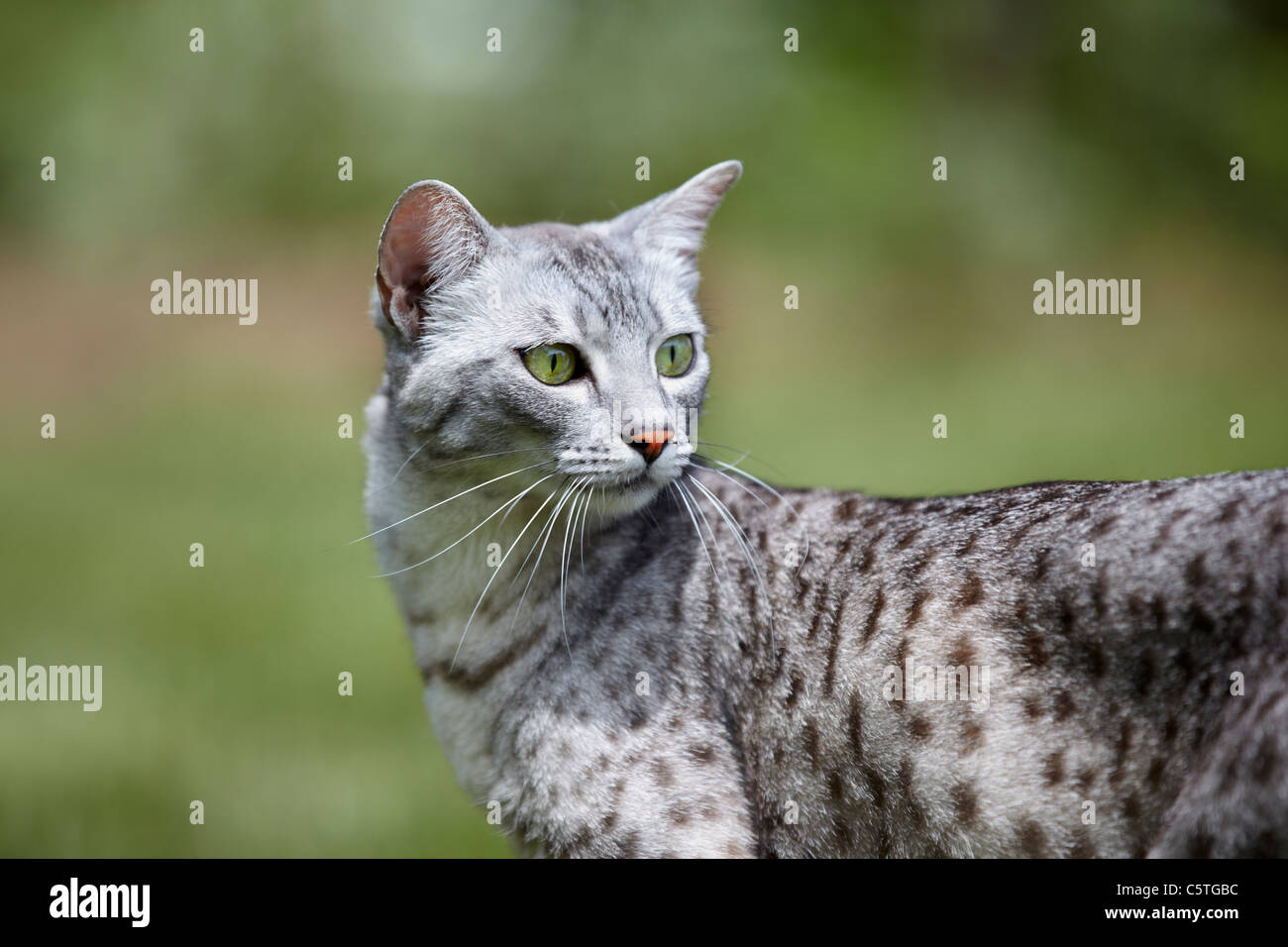 Mau Banque de photographies et d’images à haute résolution - Alamy