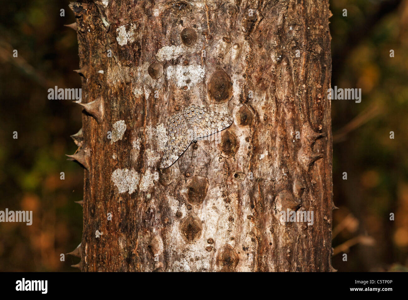 Papillon camouflage Banque de photographies et d’images à haute ...