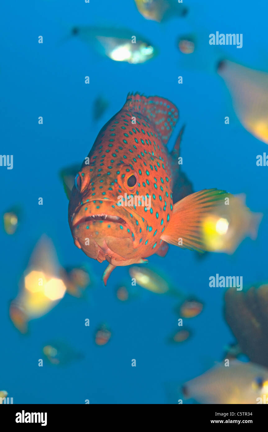 L'Egypte, la mer Rouge, le mérou Corail (Cephalopolis miniata Photo ...