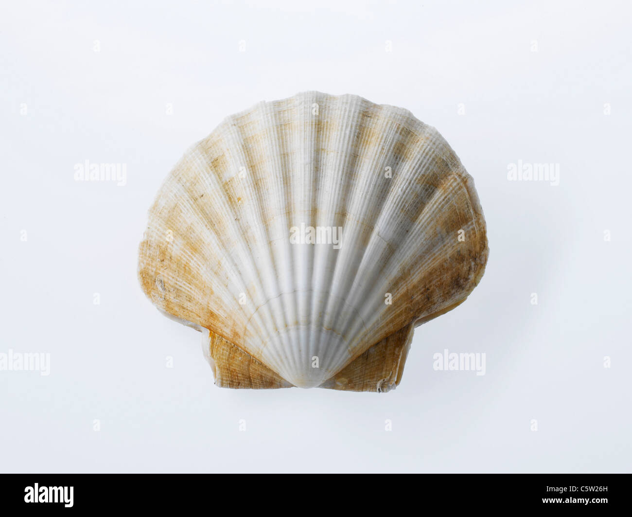 Raw scallop in shell Banque de photographies et d’images à haute ...