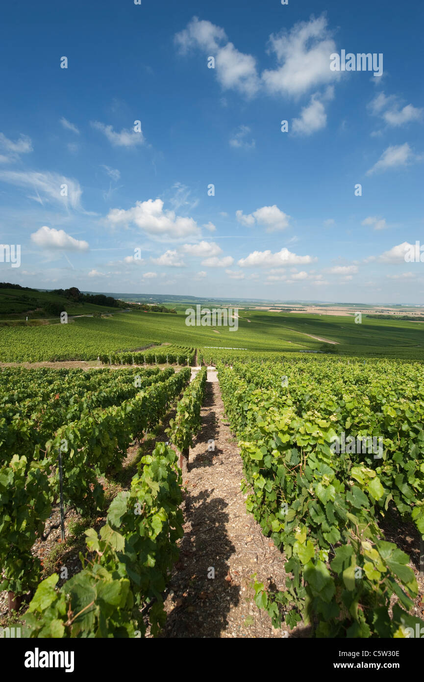 Vignoble verzenay montagne de reims Banque de photographies et d’images ...