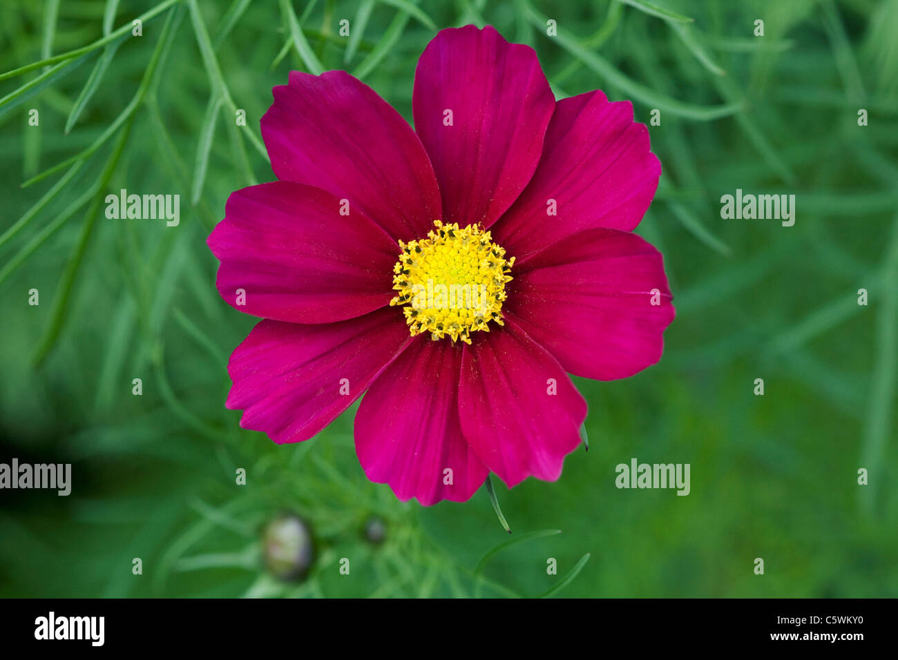 Fleur annuelle Banque de photographies et d’images à haute résolution ...