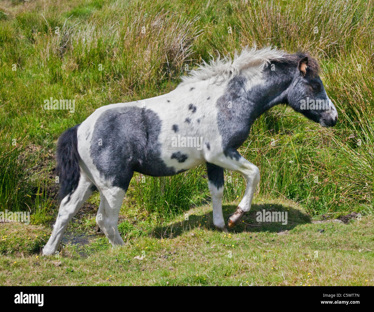 Poney pie juvénile, Dartmoor, dans le Devon, Angleterre Photo Stock - Alamy