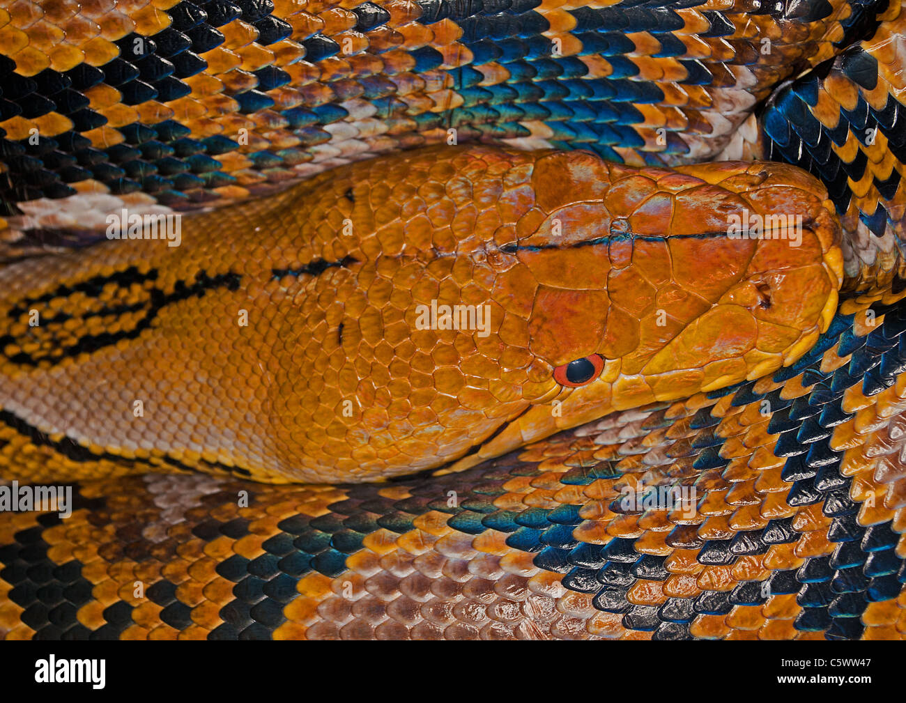 Reticulated snake Banque de photographies et d’images à haute ...