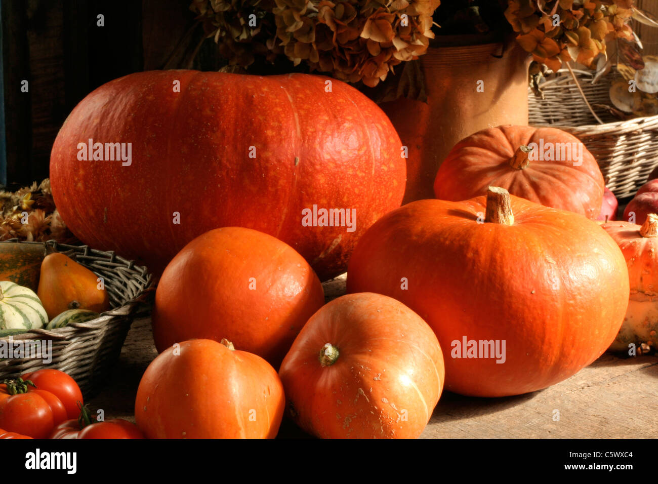 Potiron rouge detampes Banque de photographies et d’images à haute ...