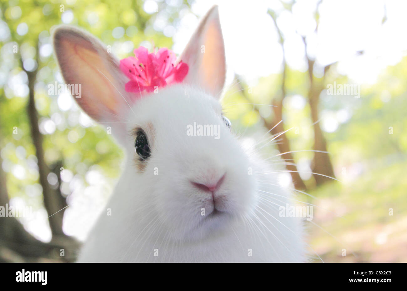 Netherland dwarf rabbit Banque de photographies et d’images à haute ...
