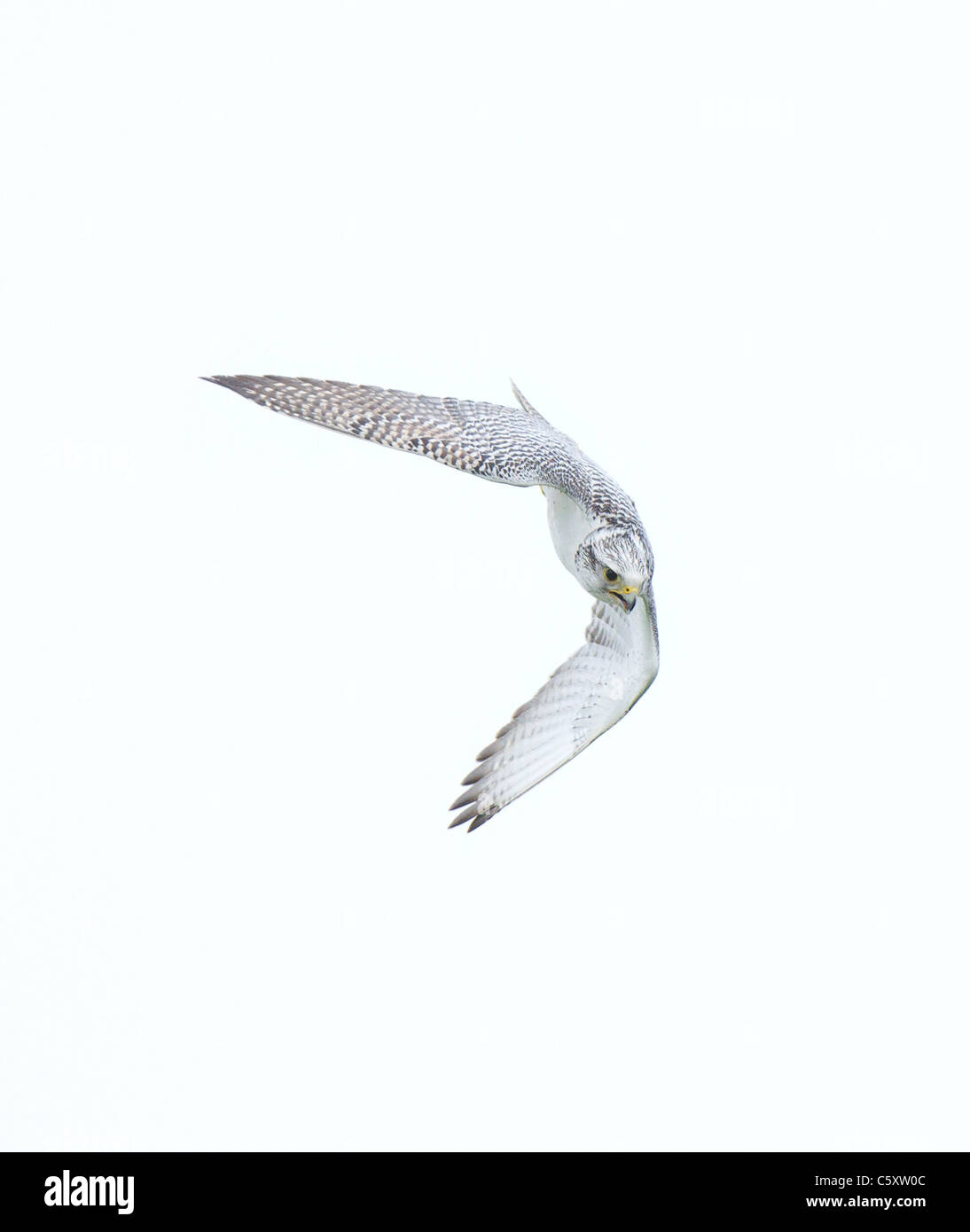 Oiseau faucon Banque d'images détourées - Alamy