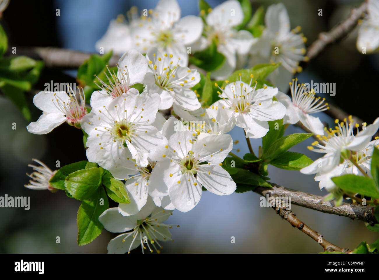Prunier en fleur Banque de photographies et d’images à haute résolution ...