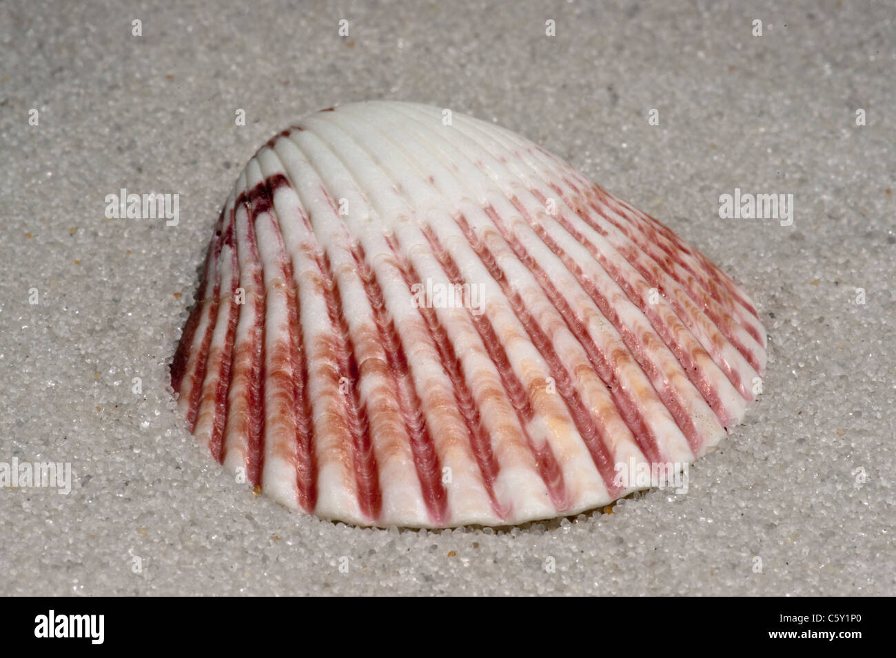 Coquille saint jacques bivalve Banque de photographies et d’images à ...