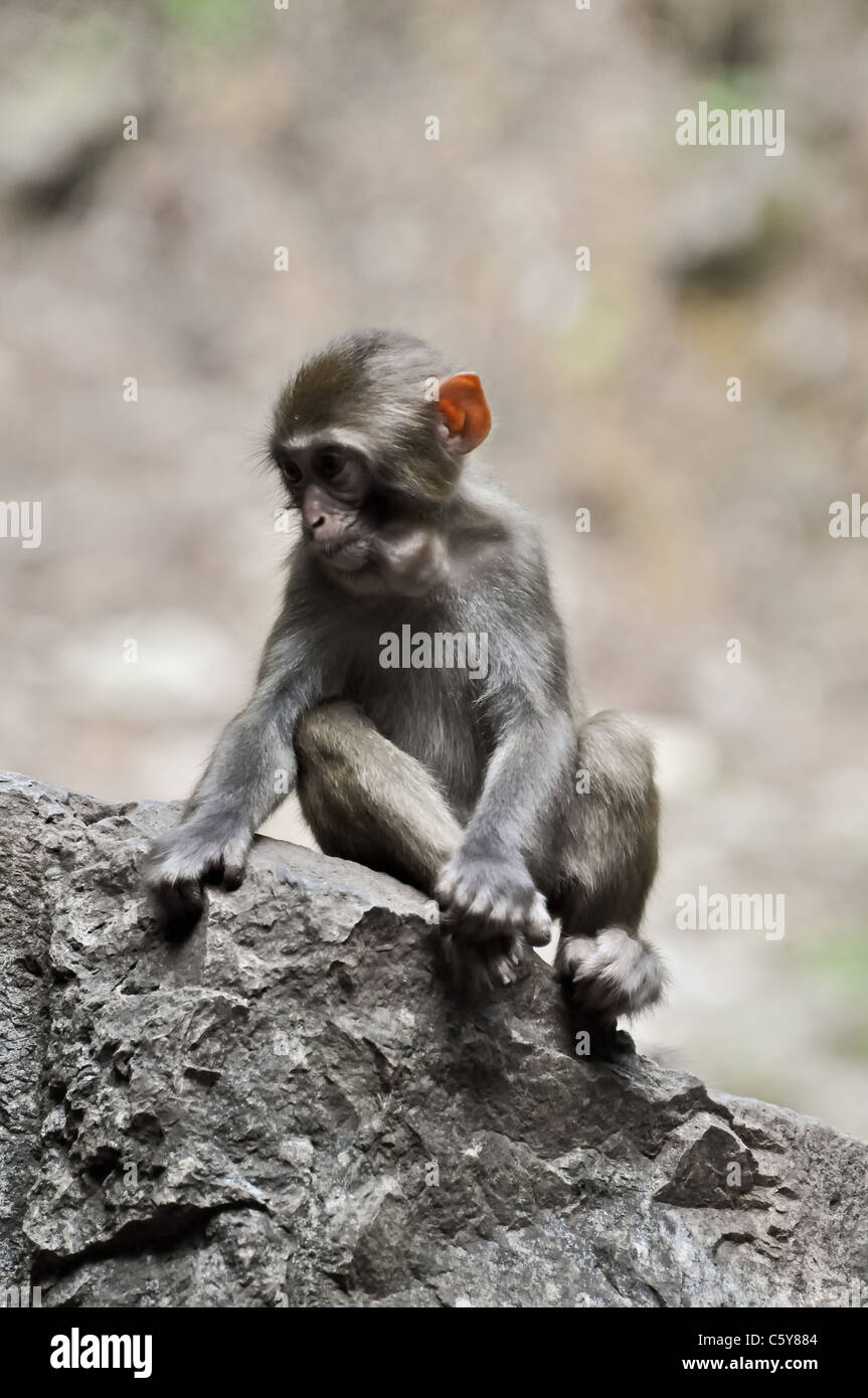 Baby macaque Banque de photographies et d’images à haute résolution - Alamy