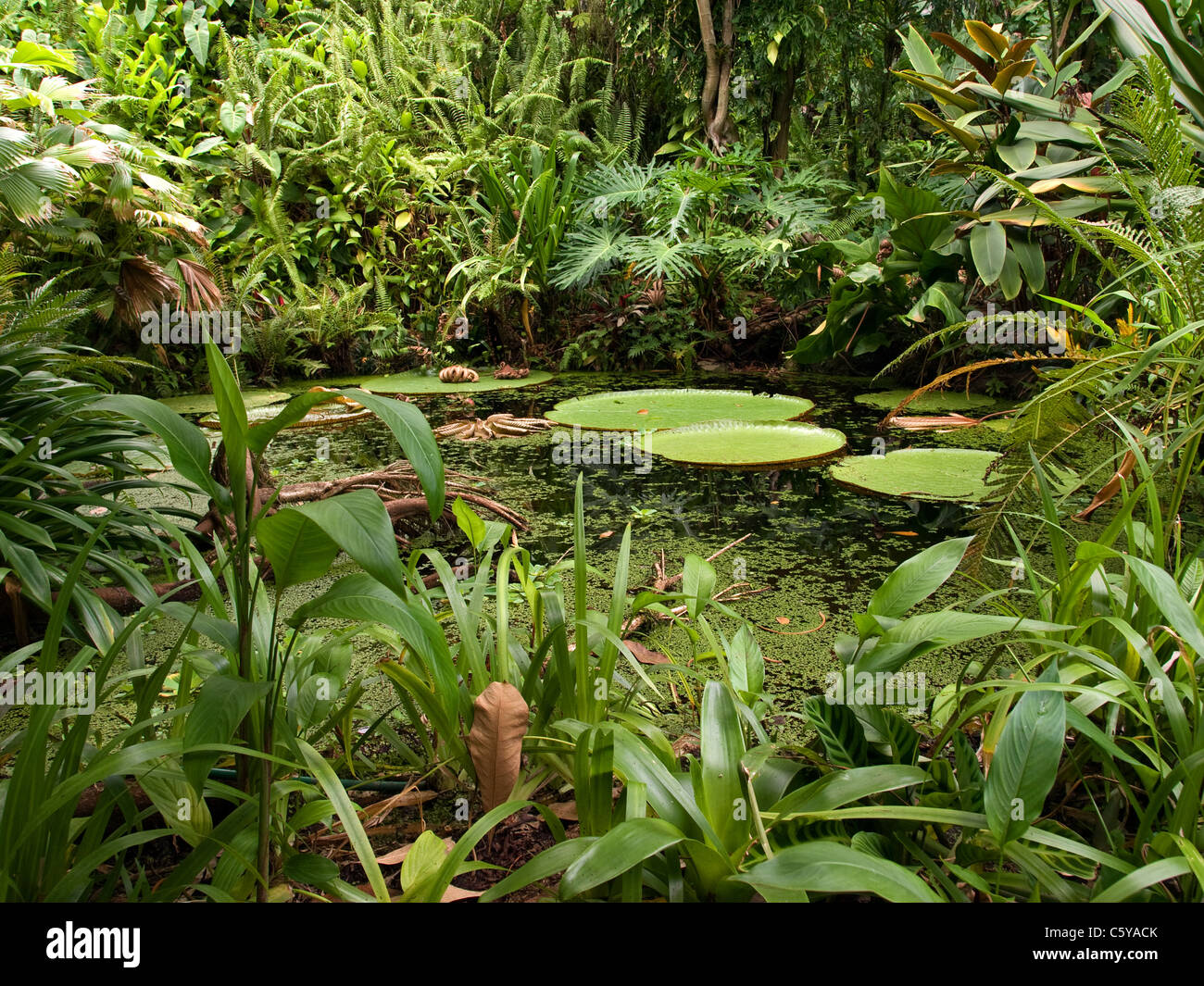Étang dans le biome de la forêt tropicale à l'Eden Project UK ...