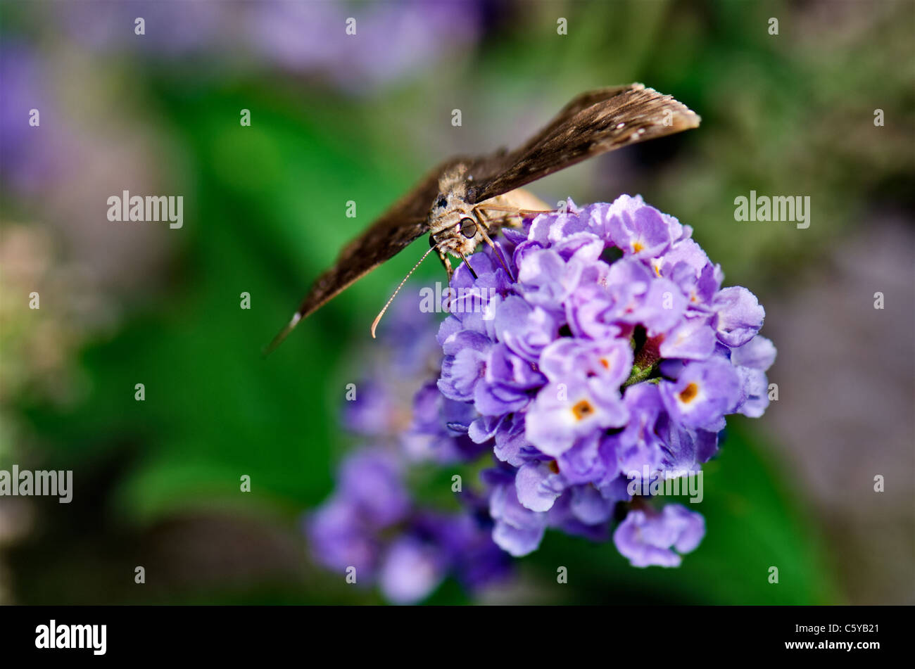 Buddleia x blue chip Banque de photographies et d’images à haute ...