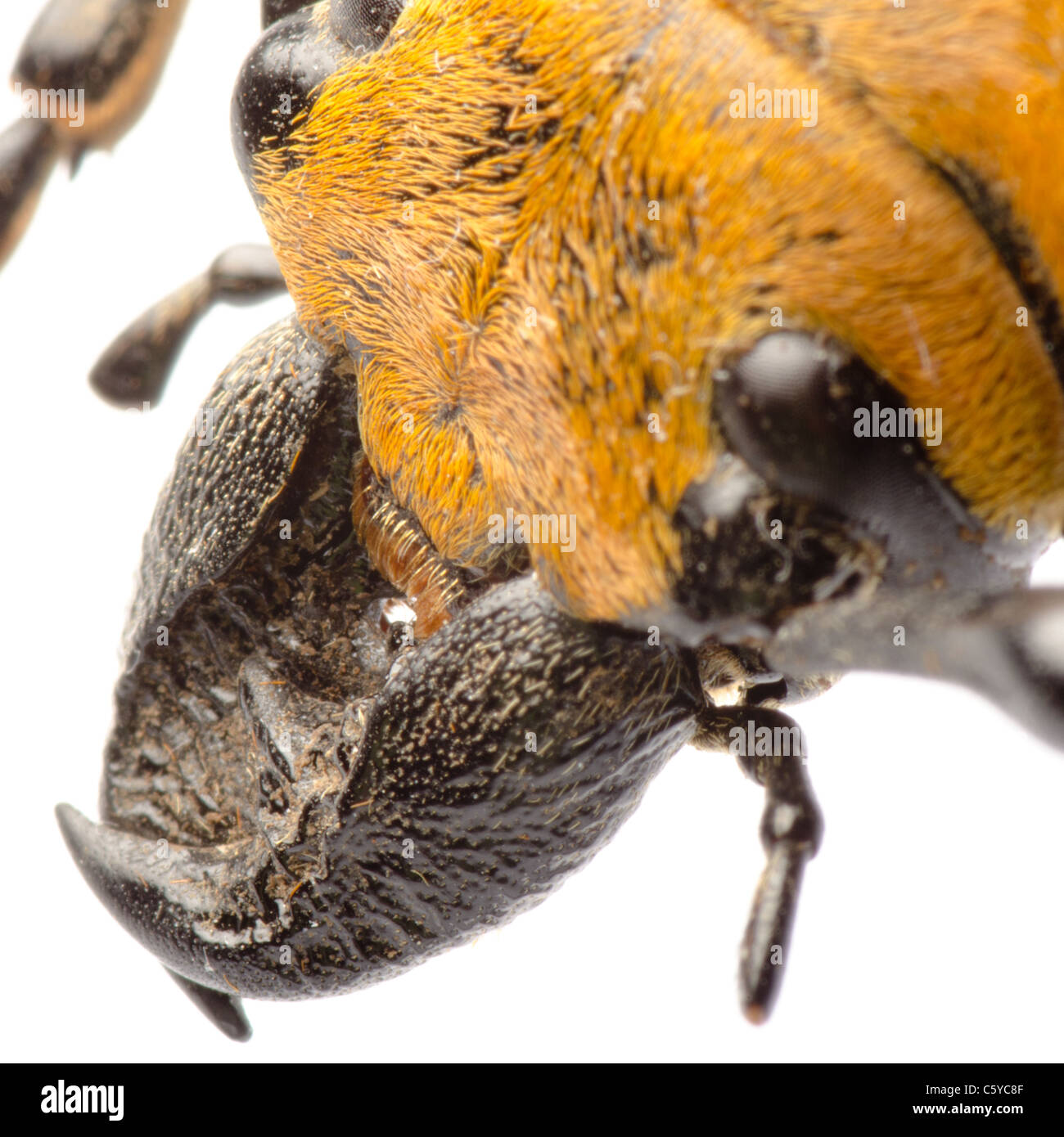 Insecte rare Banque de photographies et d’images à haute résolution - Alamy