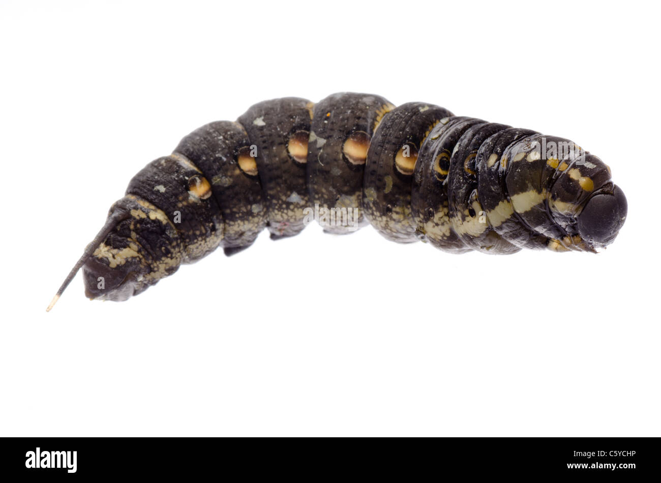 Cocon d'insectes Banque de photographies et d’images à haute résolution ...