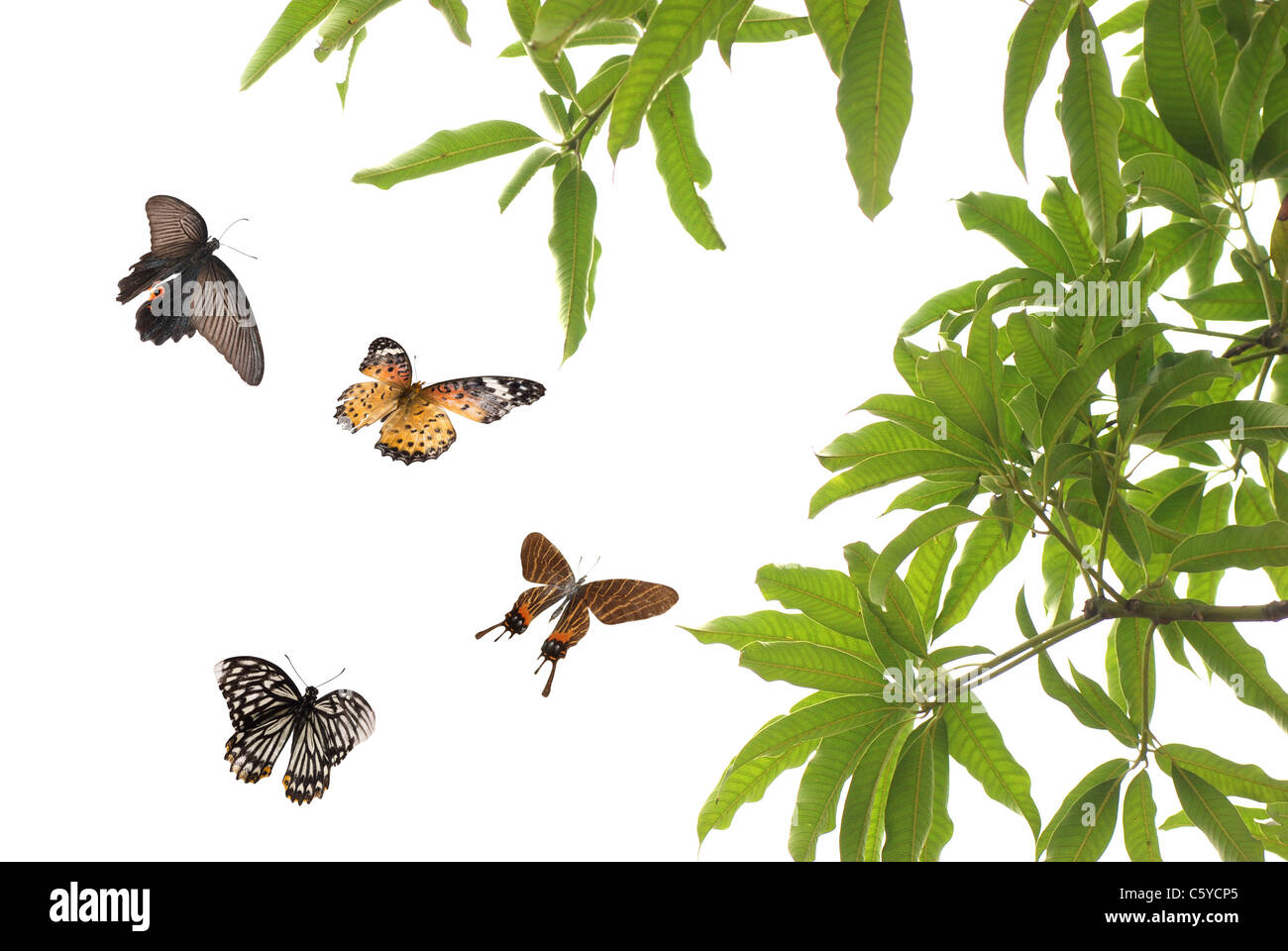 Papillon volant Banque de photographies et d’images à haute résolution ...