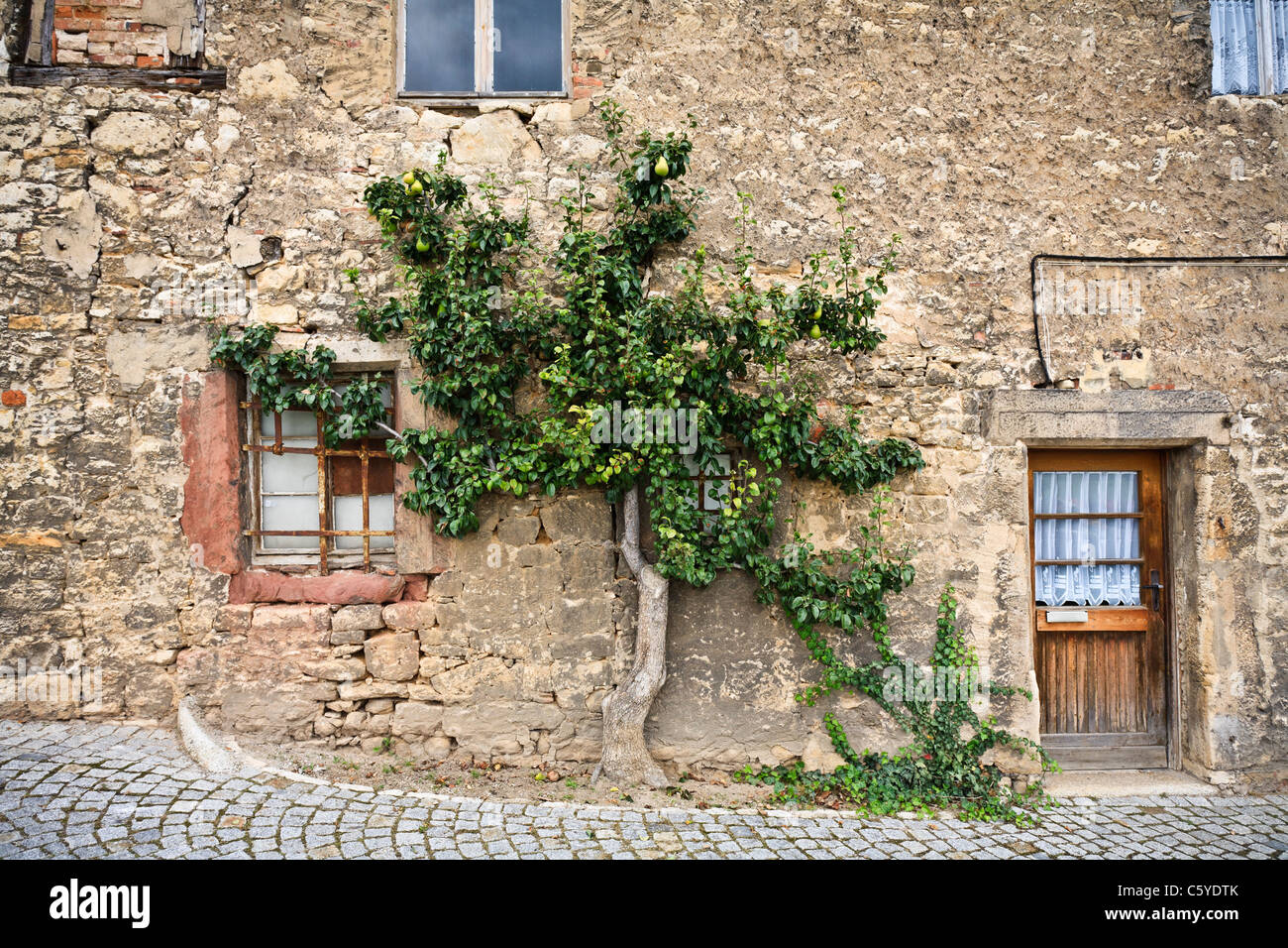 Pear Tree growing (et porter du fruit) contre un vieux mur de pierre ...