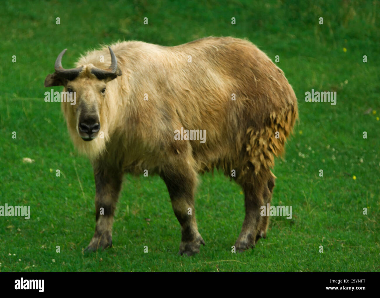 Le takin Banque de photographies et d’images à haute résolution - Alamy