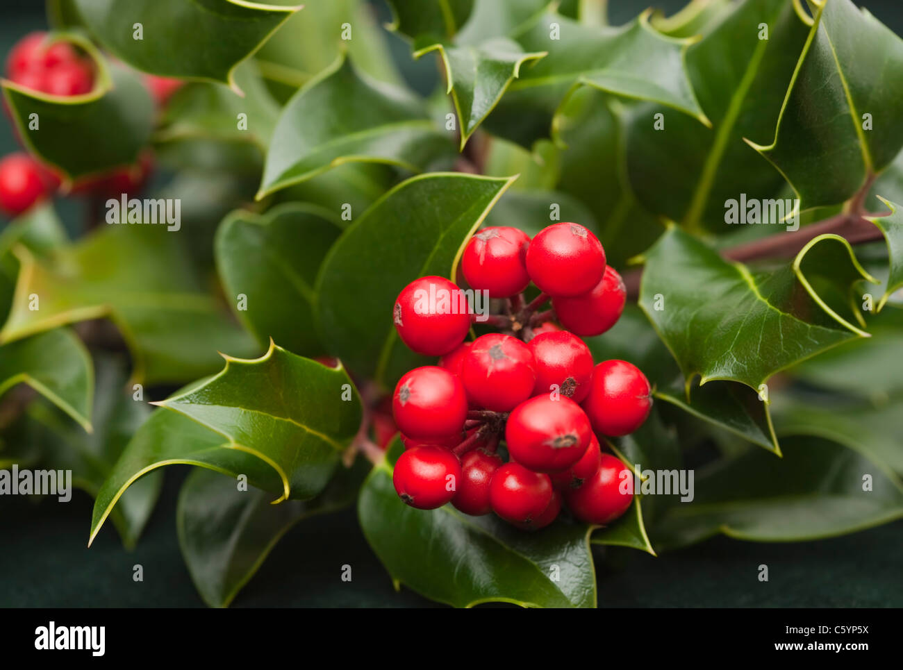 Houx de noël Banque de photographies et d’images à haute résolution - Alamy
