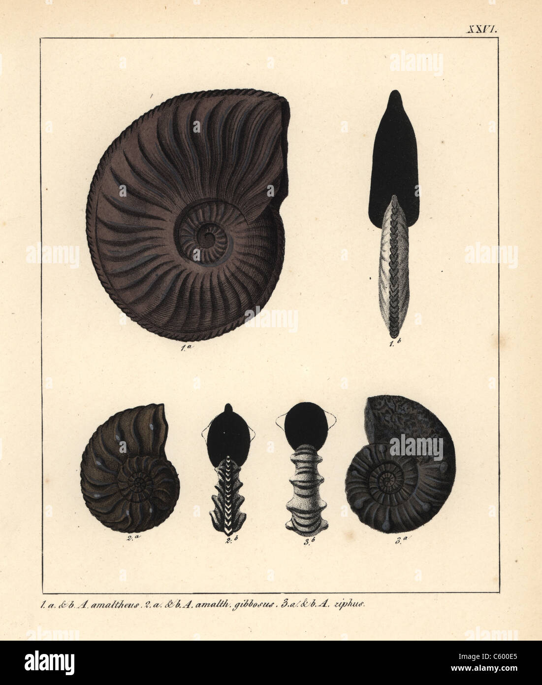 Les fossiles de céphalopodes éteints Photo Stock - Alamy