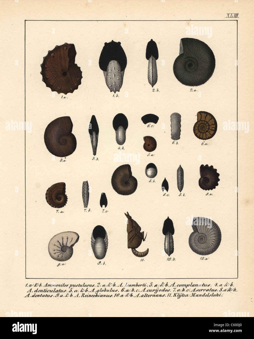 Fossile de mollusques Banque de photographies et d’images à haute ...