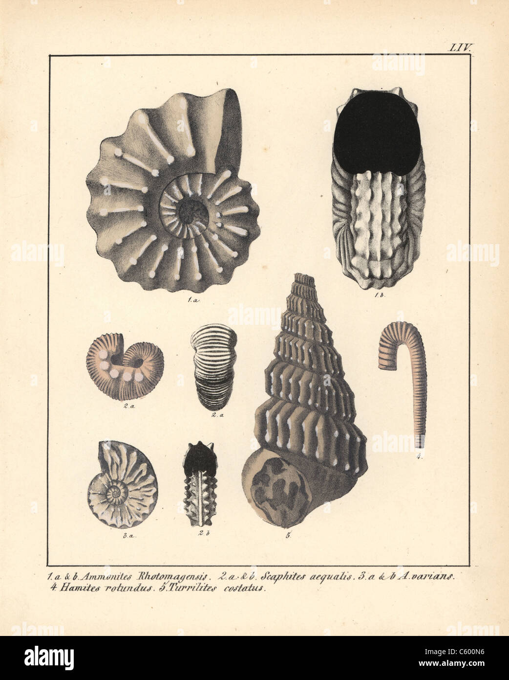 Les fossiles de céphalopodes, gastéropodes et bivalves Photo Stock - Alamy