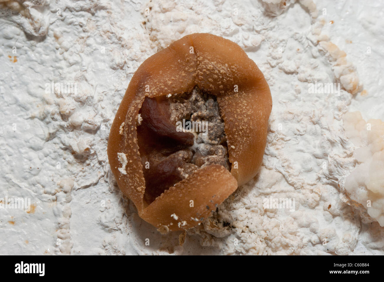 Champignons poussant sur le mur humide Photo Stock - Alamy