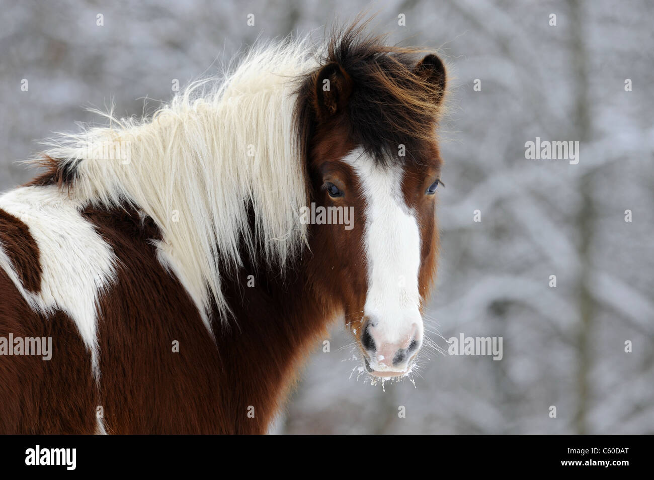 Cheval islandais (Equus ferus caballus). Portrait d'une jument pinto ...