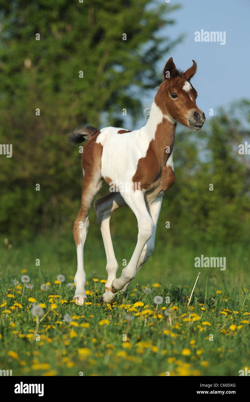 Cheval pinto marron et blanc Banque de photographies et d’images à ...
