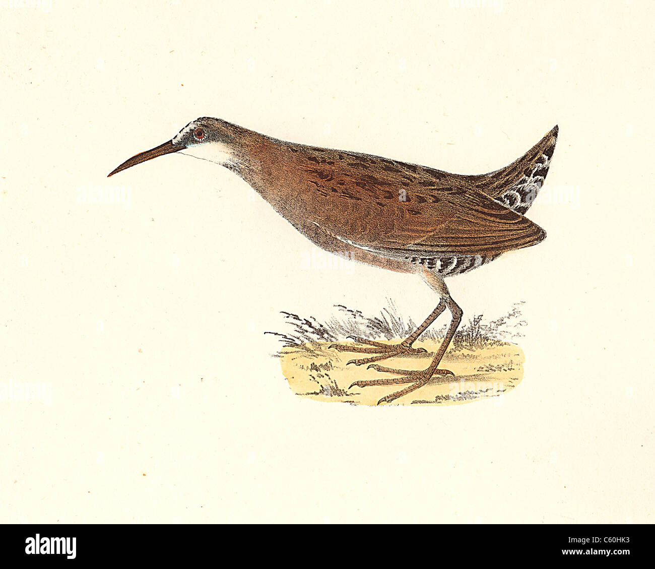 La boue-hen, le Râle de Virginie (Rallus virginianus, Rallus limicola ...