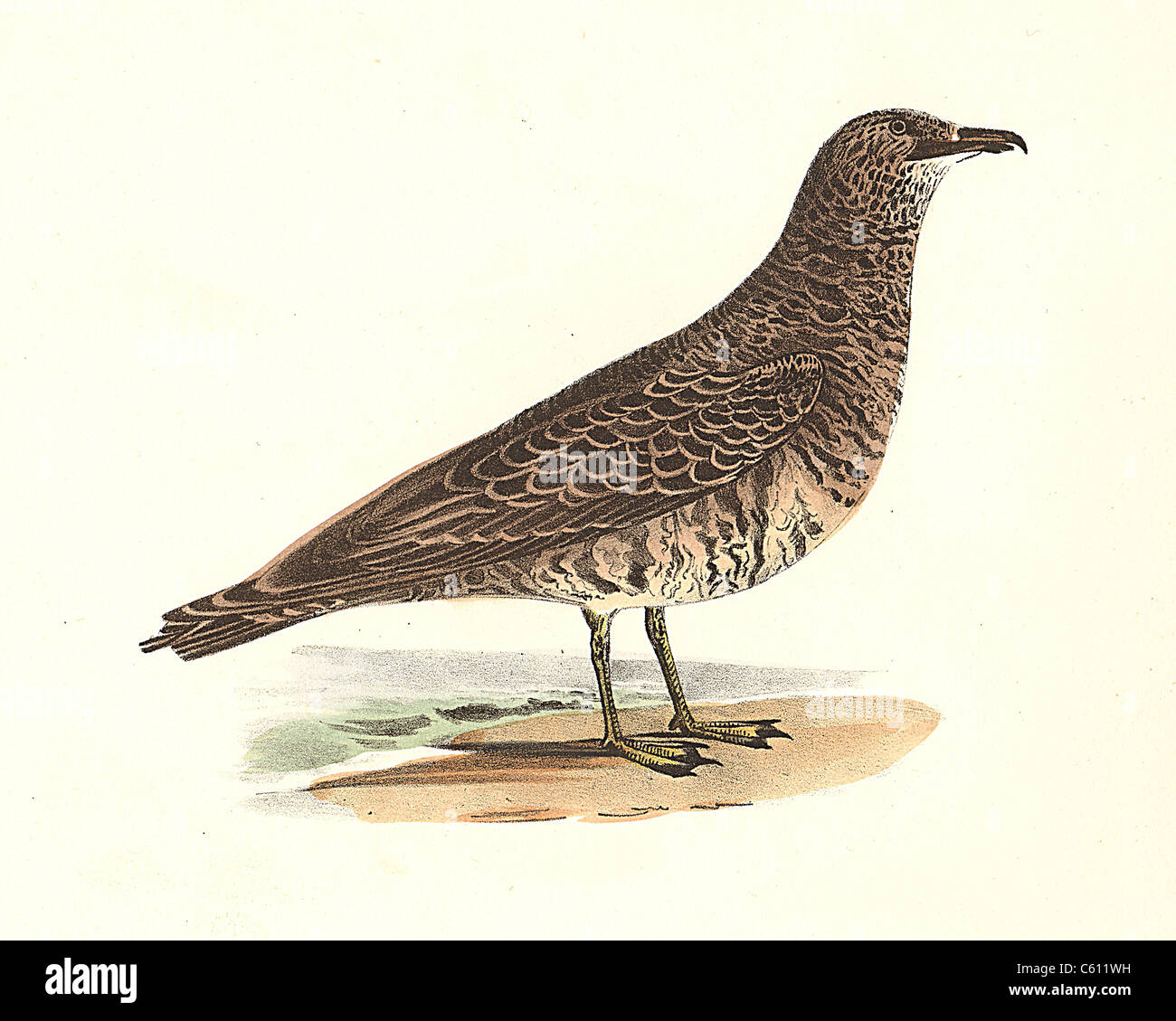 Lestris pomarinus Banque de photographies et d’images à haute ...