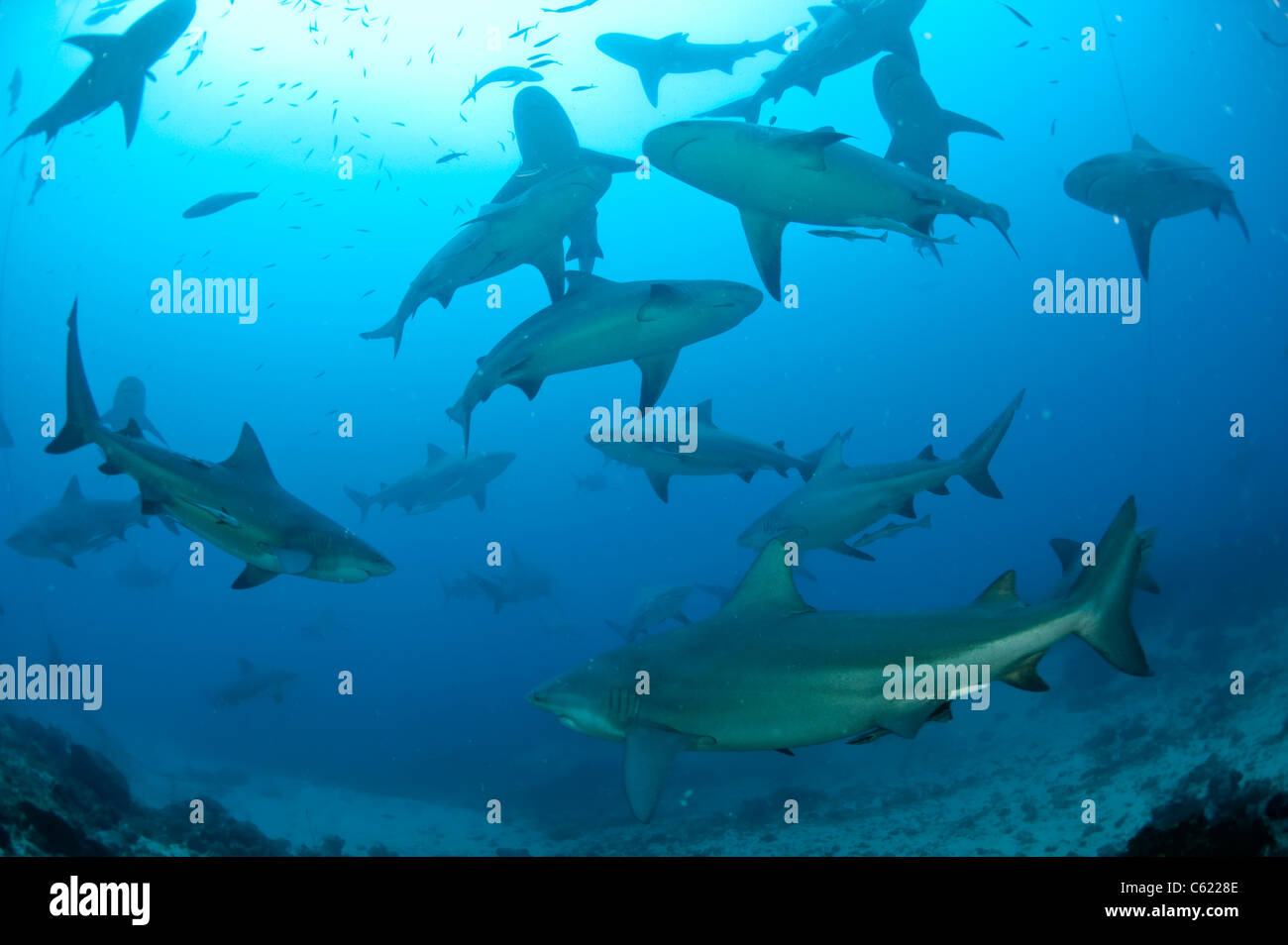 Requins taureaux Banque de photographies et d’images à haute résolution ...