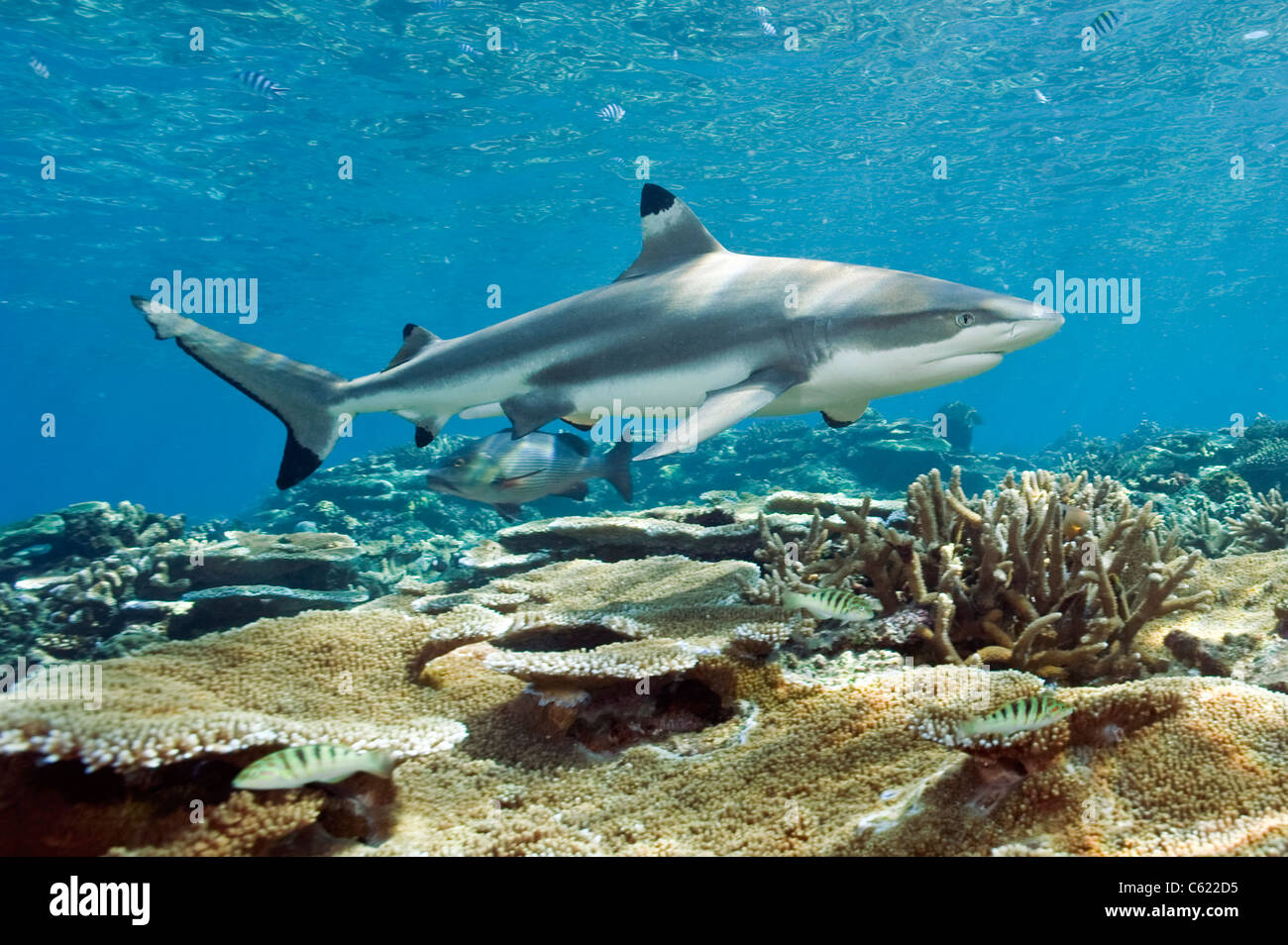 Requin requin pointe noire Banque de photographies et d’images à haute ...